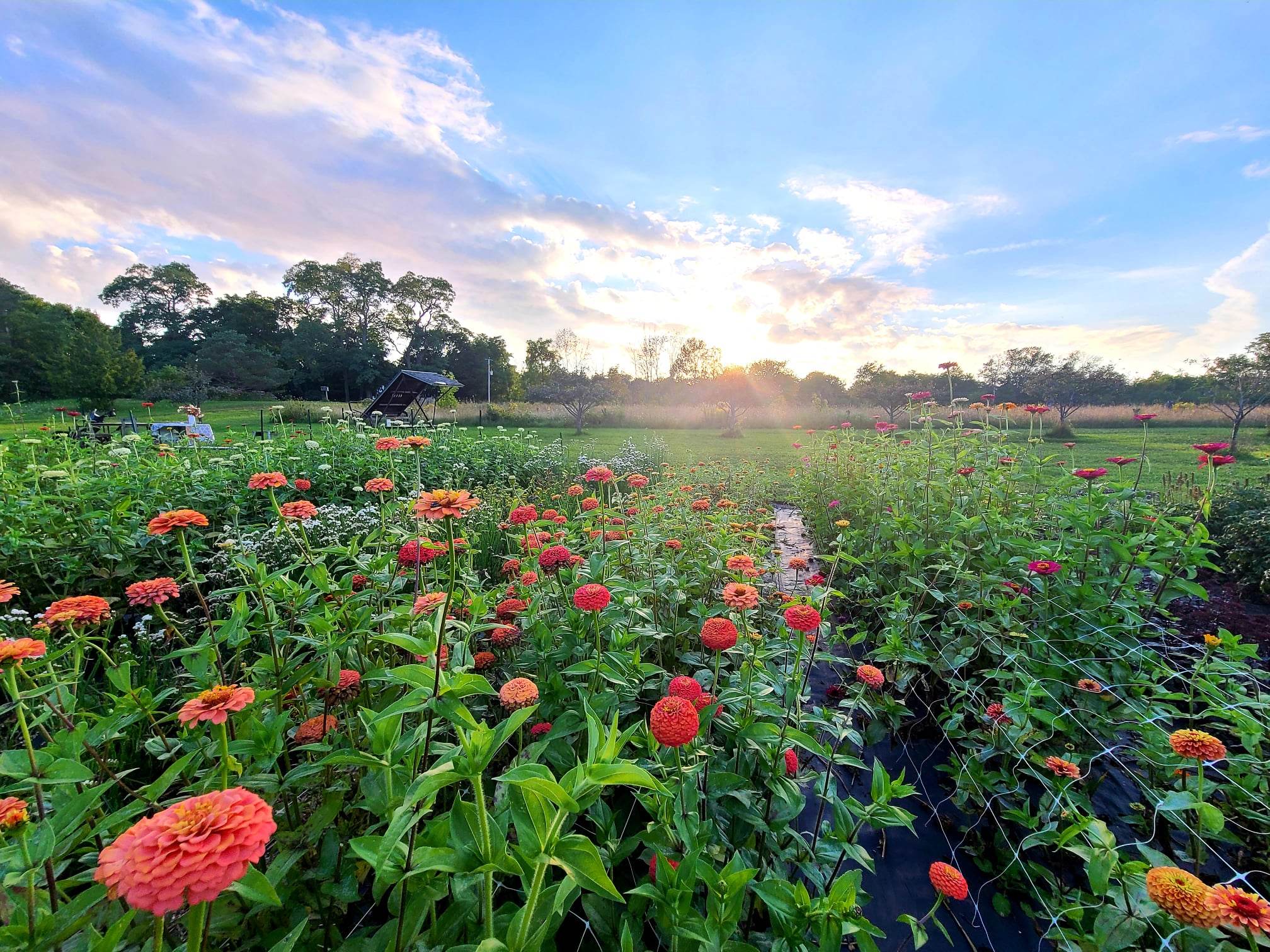 OneEighty Petals – Flower Farm & Studio - Visit Fish Creek